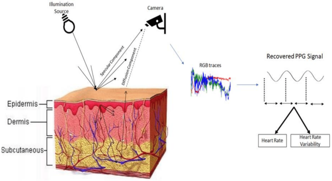 Understanding How Heart Rate Detection With AI Works - LiarLiar.AI